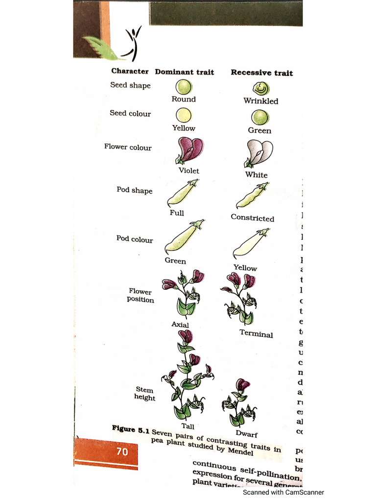 Revision Notes Pictorial Chapter Heredity | PDF