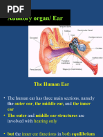 Human Ear Labeling Worksheet | PDF | Ear | Hearing