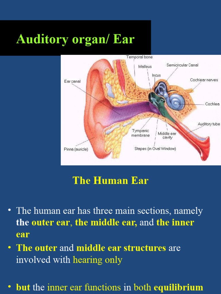 Auditory Organ | PDF | Ear | Hearing