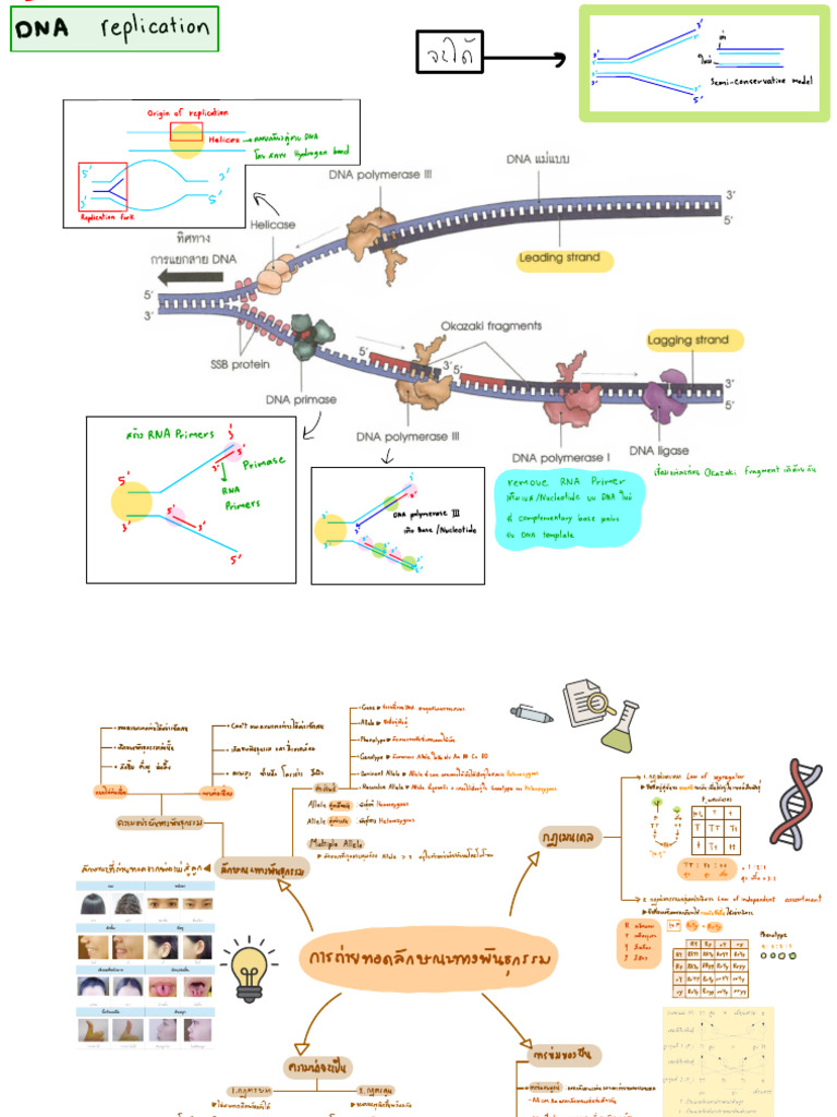 DNA Replication | PDF | Primer (Molecular Biology) | Dna Replication