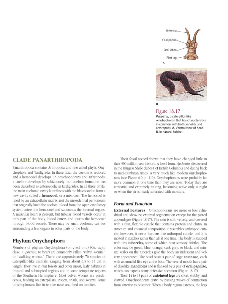 (Hicman) Onychophora y Tardigrada | PDF | Zoology | Biology