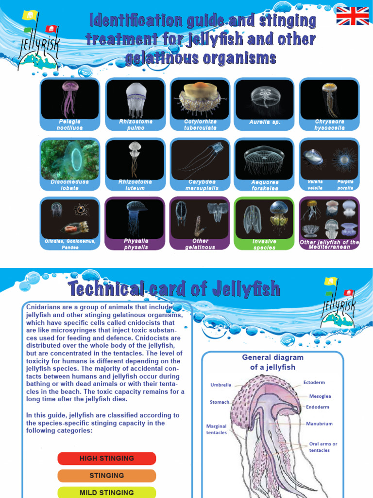 Jellyfish Guide 2014 English | PDF