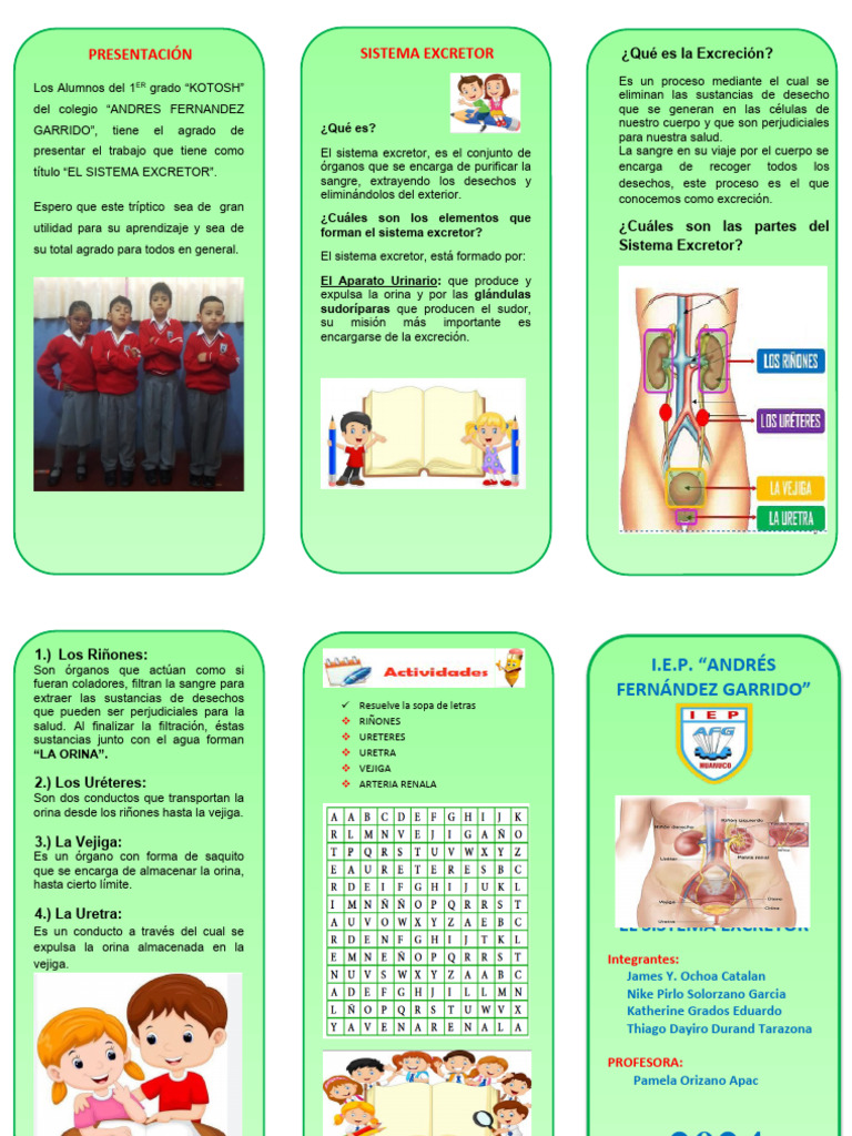 Triptico Sistema Excretor Ok | Descargar gratis PDF | Sistema urinario | Excreción