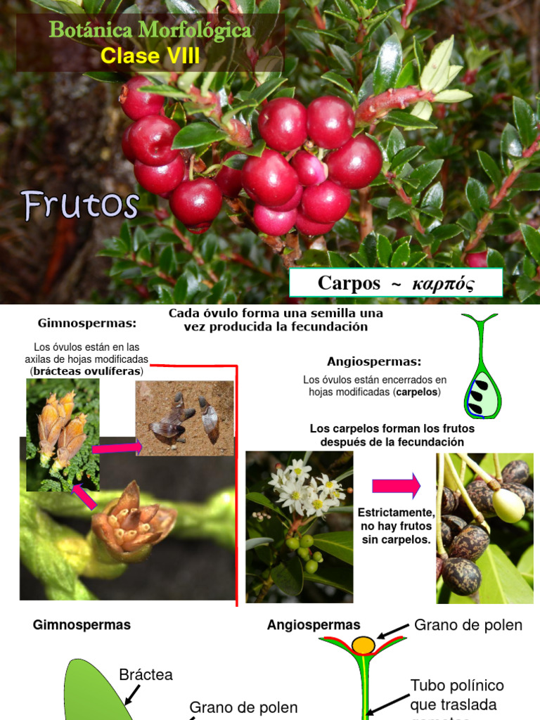 Clase 8 Frutos 2024 | PDF | Ramas de la botánica | Botánica