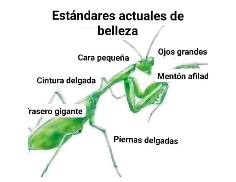 Partes de La Mantis | PDF