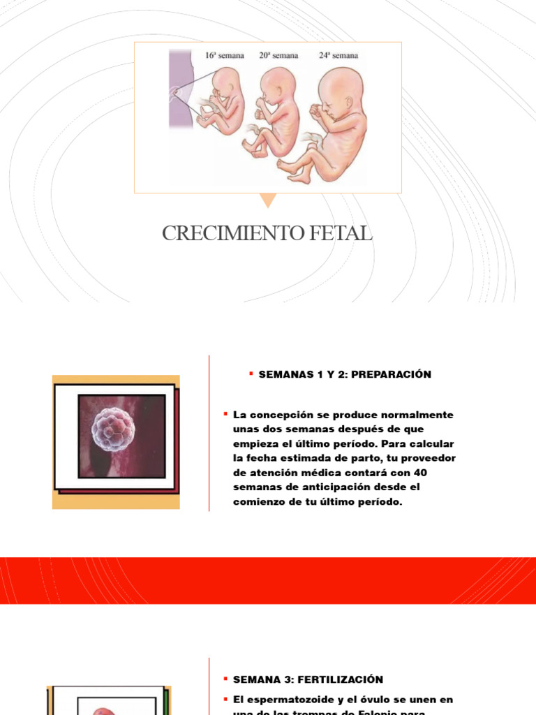 CRECIMIENTO FETAL | PDF | Feto | El embarazo