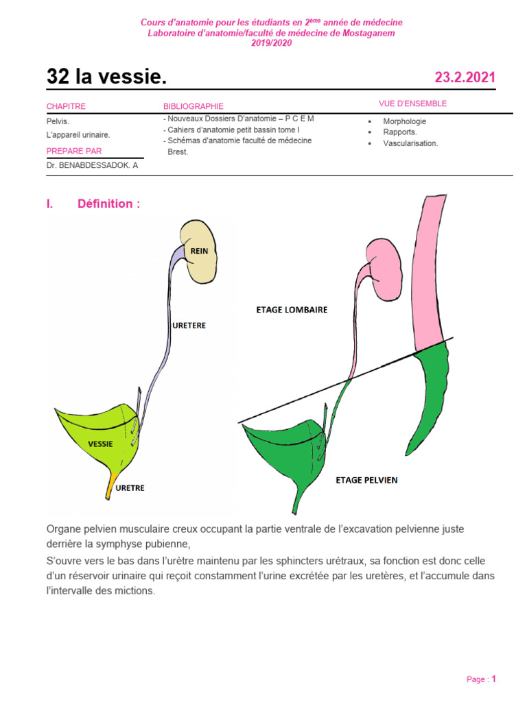 Anatomie de la Vessie et Prostate | PDF | Péritoine | Prostate