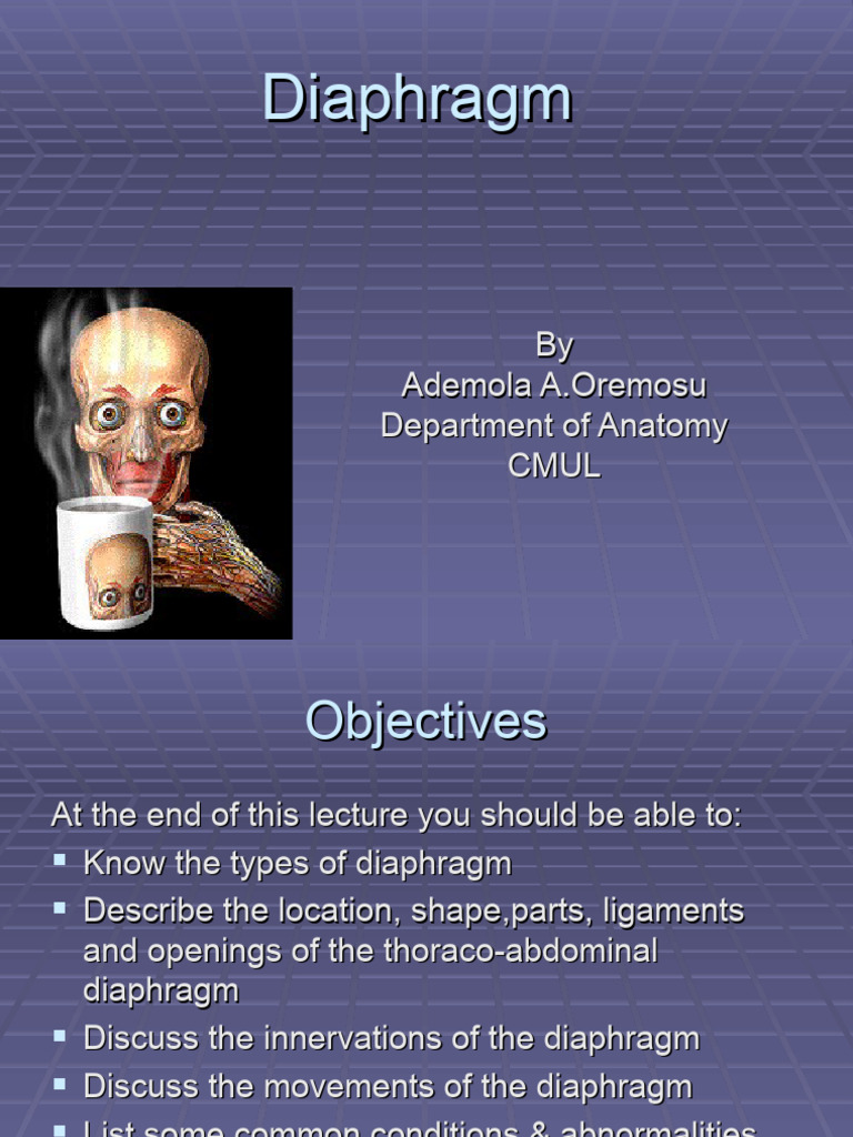 Thoraco-Abdominal Diaphragm | PDF | Anatomy | Thorax (Human Anatomy)