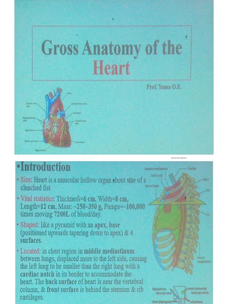 Gross Anatomy of The Heart | PDF