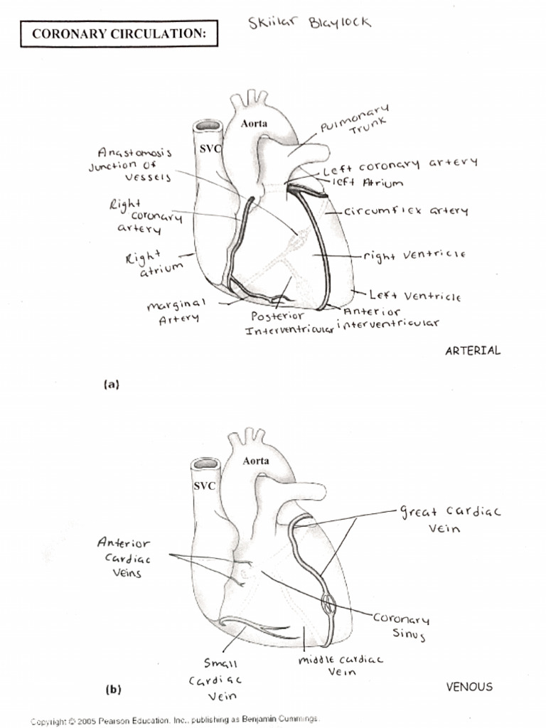 Heart:blood Flow | PDF