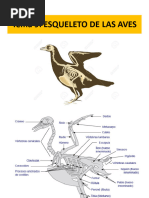 Anatomia Del Pollo | PDF | Corazón | Digestión