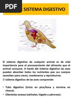 Anatomia y Fisologia Del Sistema Digestivo de Las Aves | PDF | Digestión | Bilis