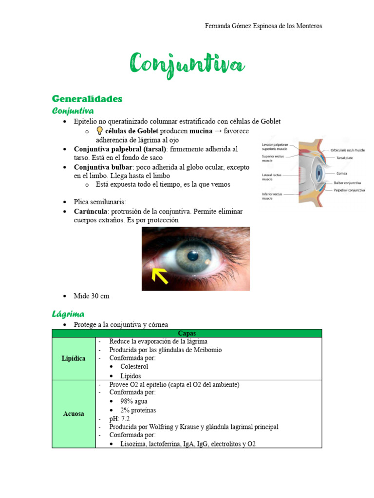 4 Conjuntiva | PDF | Especialidades Medicas | Enfermedades y trastornos