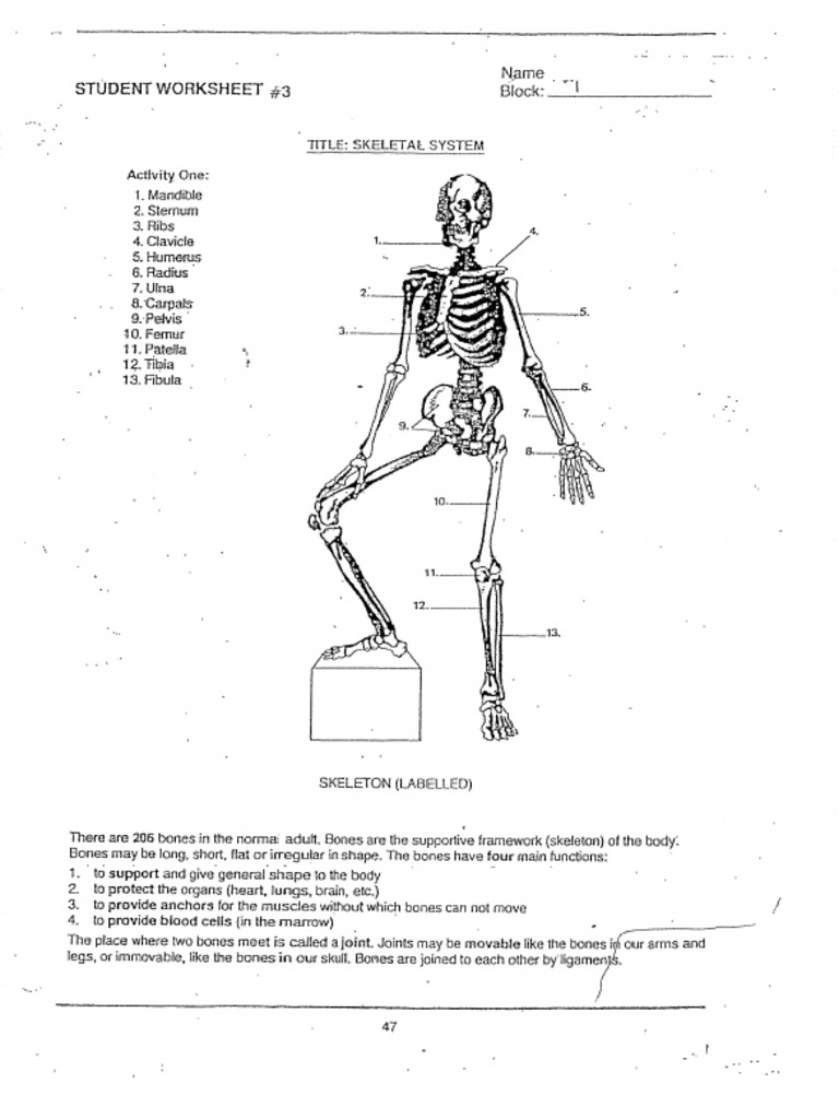 PE 8 Muscles & Bones | PDF