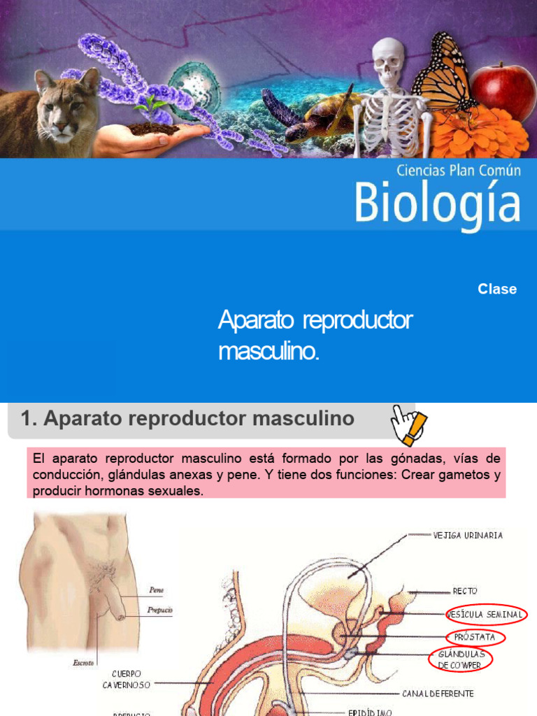 Aparato Reproductor | PDF | Ciclo menstrual | Sistema reproductivo