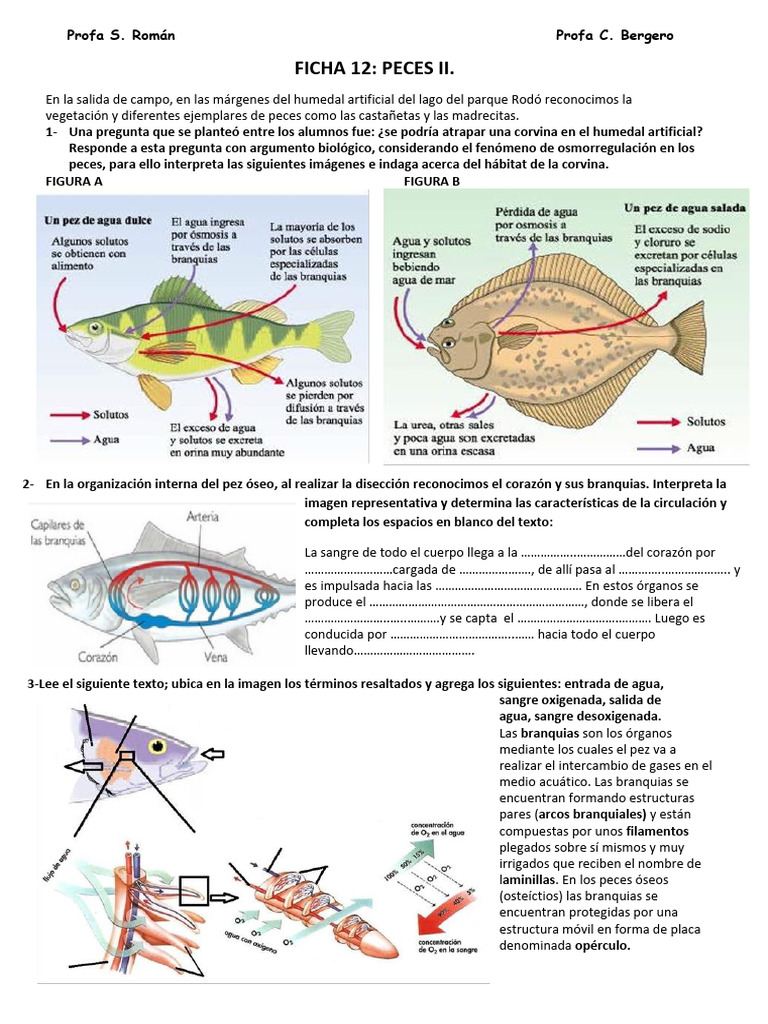 Ficha 12 Peces Ii | PDF | Branquia | Pescado