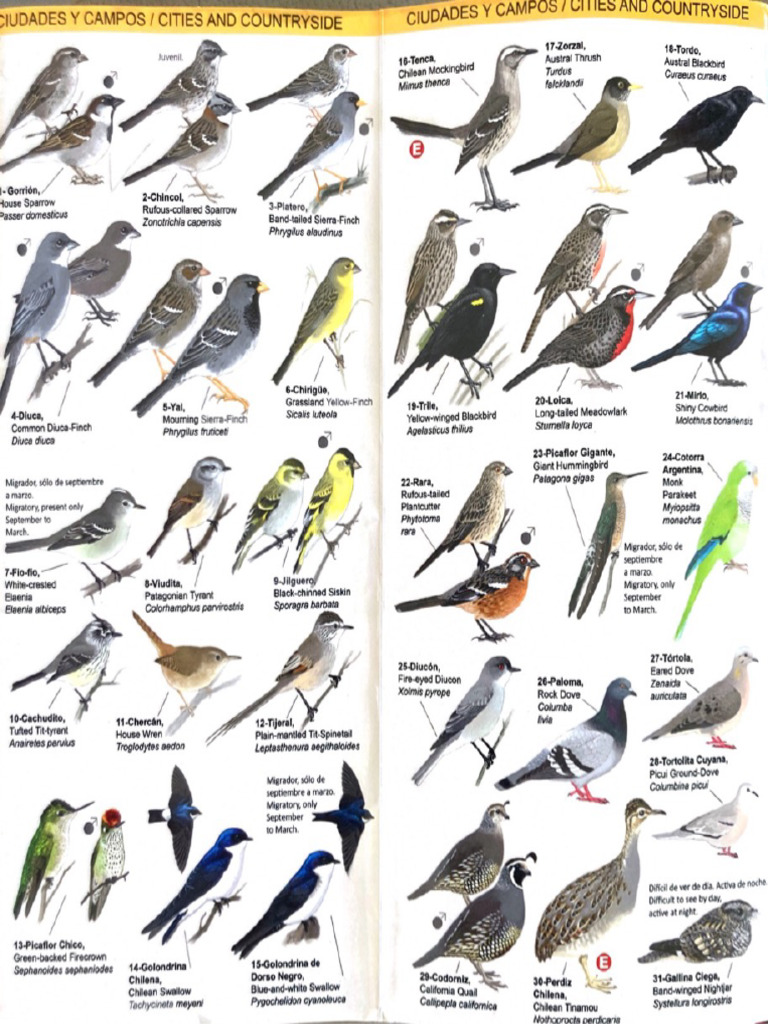 Aves Chile Central | PDF