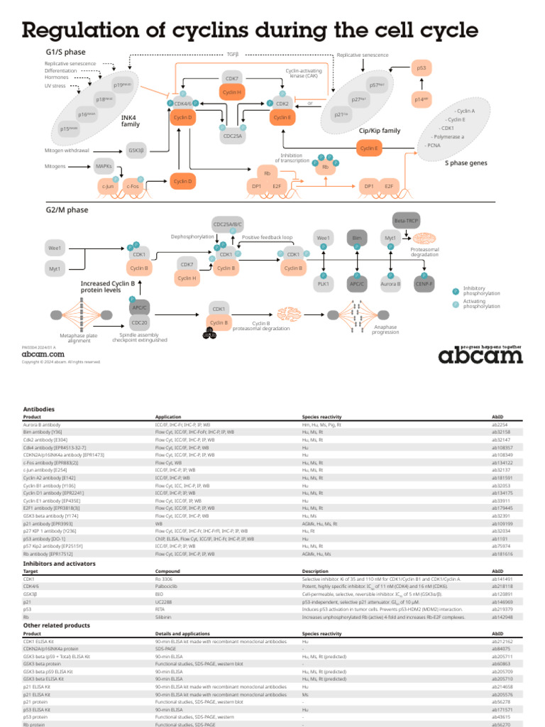 Regulation of Cyclins | Download Free PDF | Cell Cycle | Biotechnology