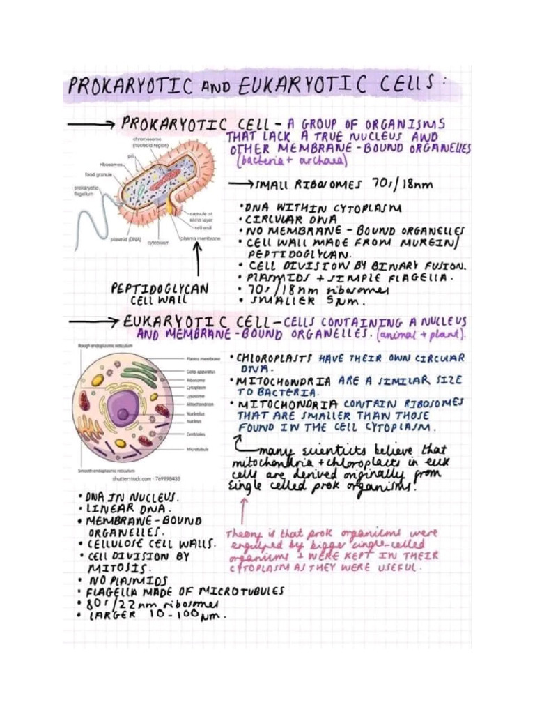 Prokaryotic and Eukaryotic Cells | PDF