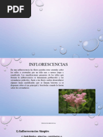 Morfología de Inflorescencias Vascuales | PDF | Botánica | Ramas de la ...