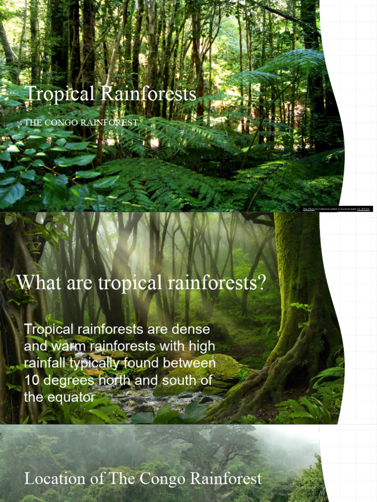 Equatorial Climate in A Rainforest | PDF