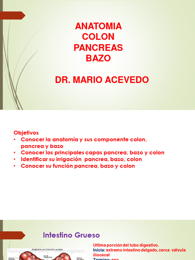 Anatomía del Colon, Páncreas y Bazo | PDF | Intestino grueso | Tracto ...