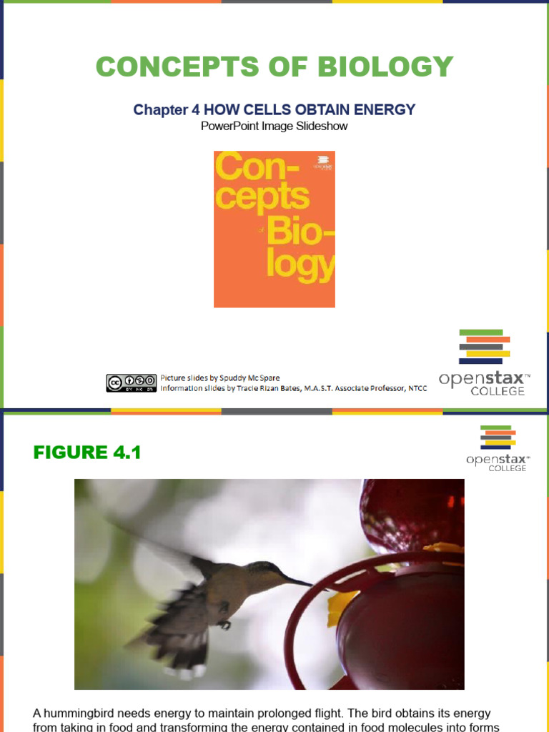 Energy Acquisition in Cells Explained | PDF | Cellular Respiration ...