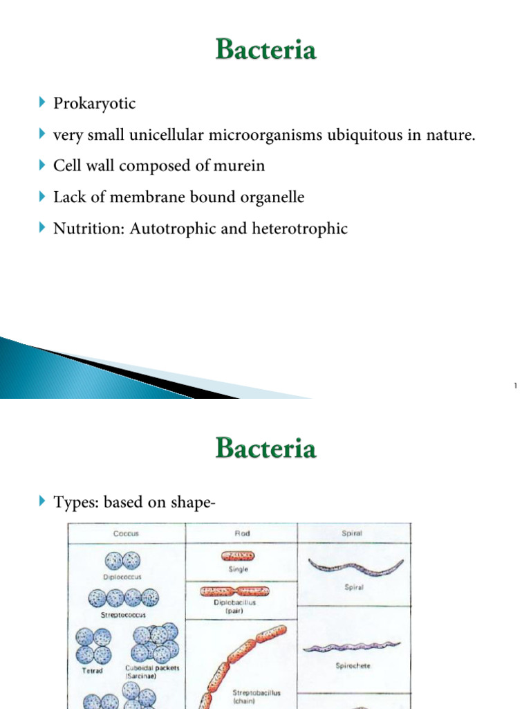 Bacteria | PDF