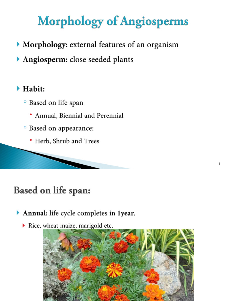 Morphology of Angiosperms | PDF