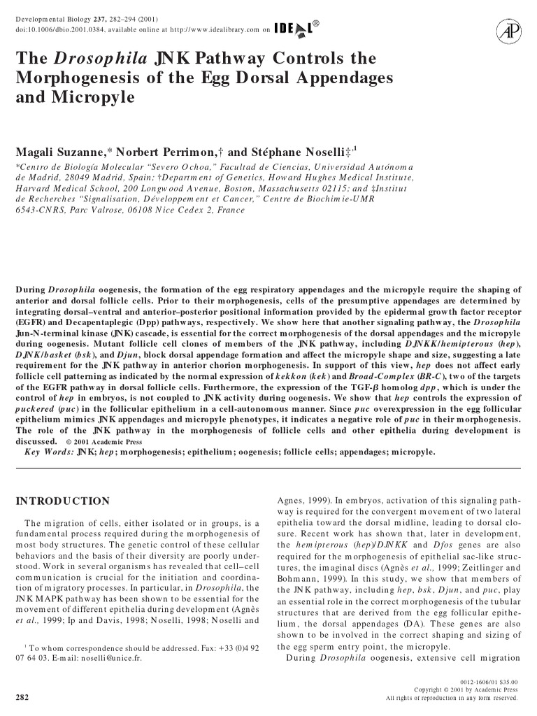 The Drosophila JNK pathway controls the morphogenesis of the egg dorsal appendages and micropyle ...