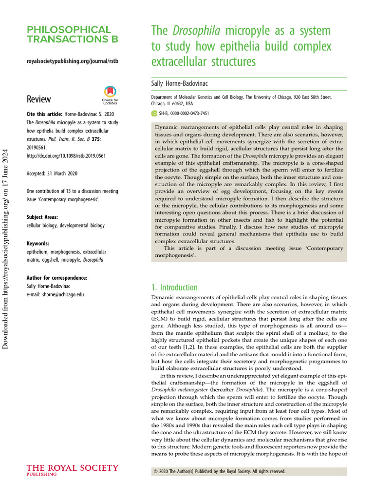 The Drosophila Micropyle As A System To Study How Epithelia Build Complex Extracellular ...