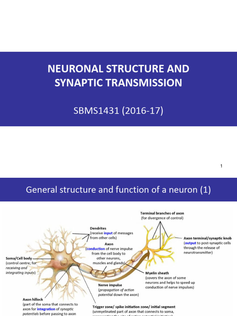 4-Neuron structure and synaptic transmission (2016-17) | PDF | Chemical Synapse | Inhibitory ...