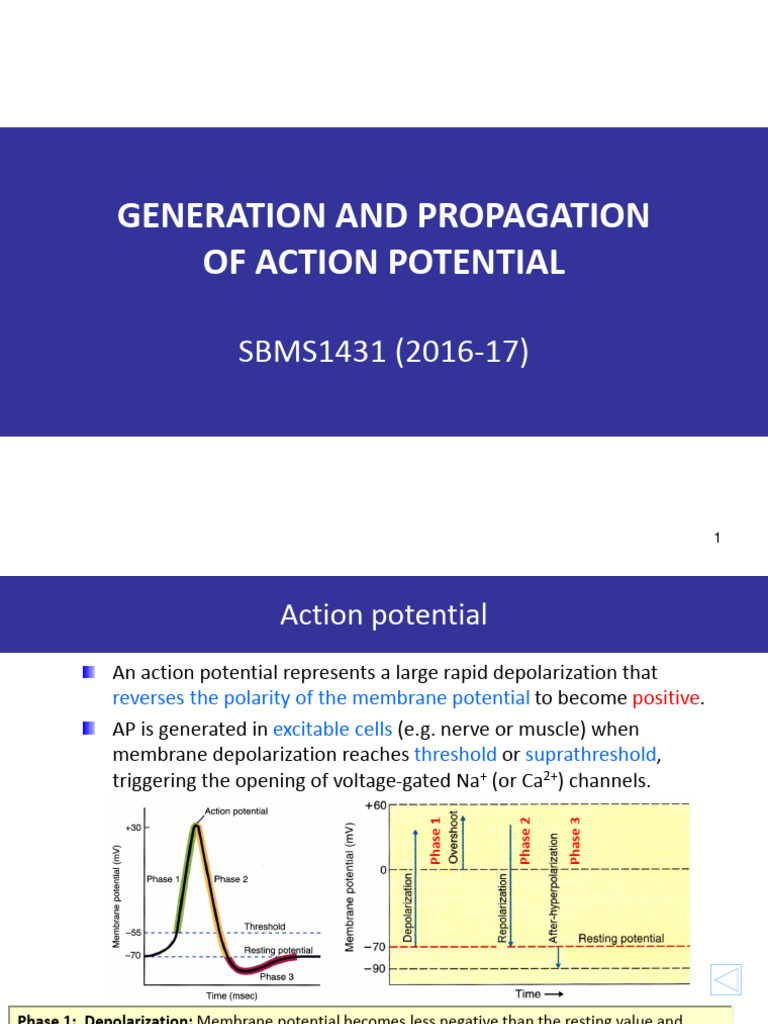 Action Potential: Generation and Propagation | PDF | Action Potential ...