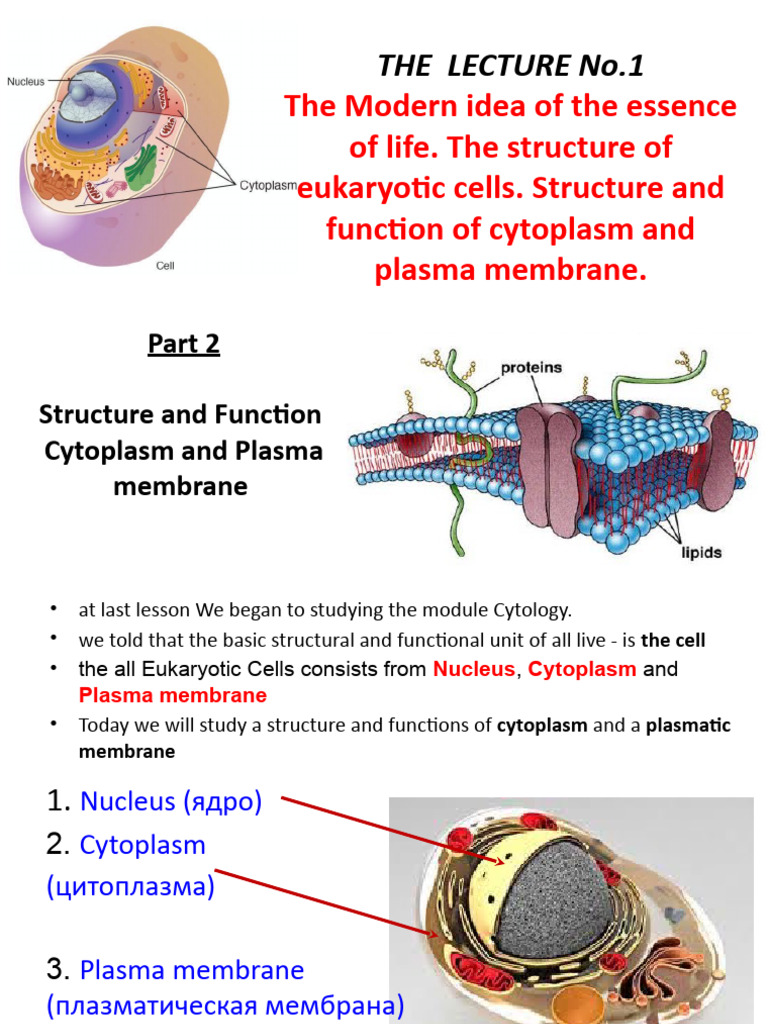 1 LECTURE Part 2 Cytoplasm - Plasmamembrane | PDF | Cell Membrane | Endoplasmic Reticulum