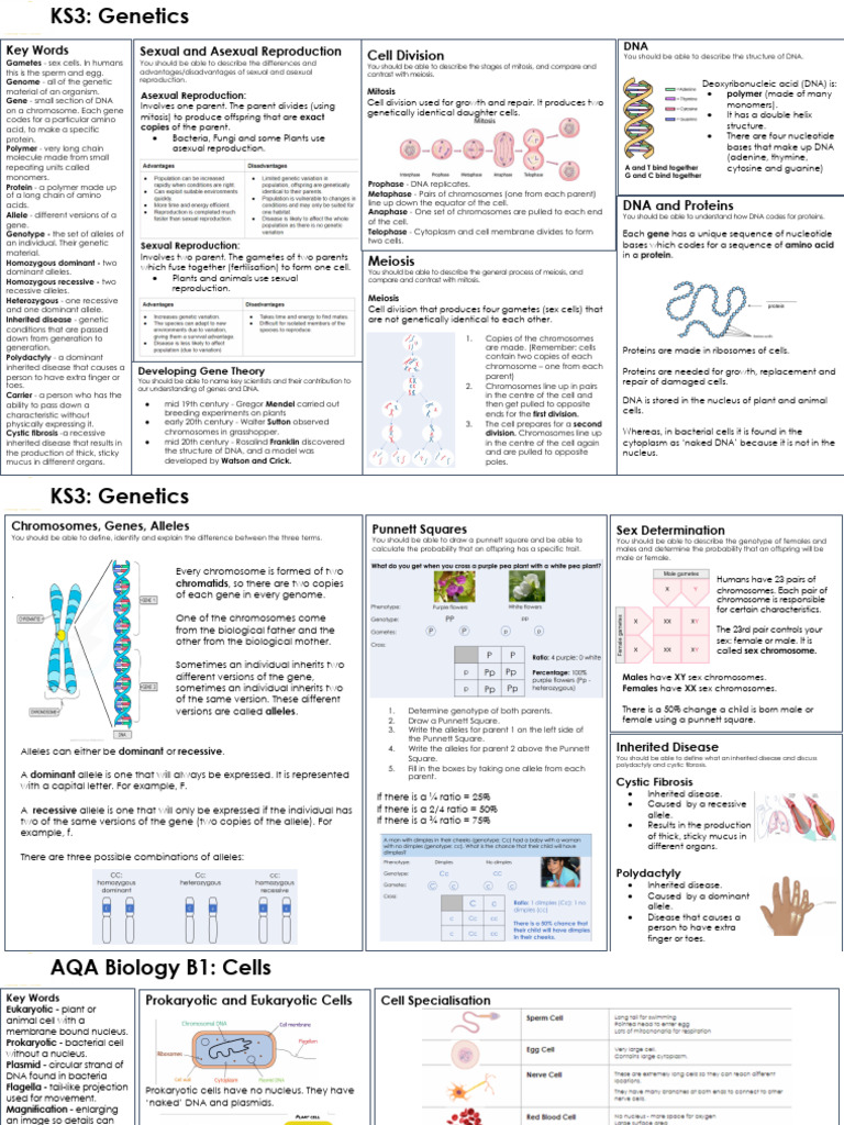 KS4 Science Knowledge Organisers | PDF | Heart | Cell (Biology)