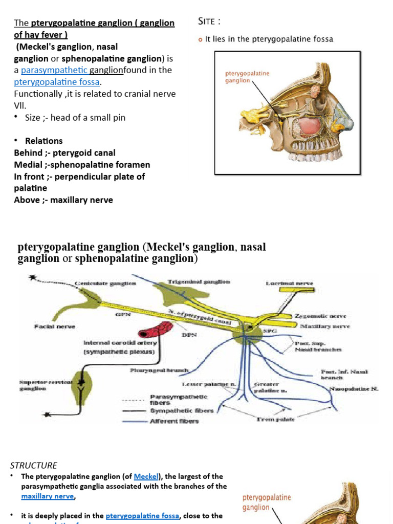 Pterygopalatine Ganglion Overview | PDF | Human Nose | Otorhinolaryngology
