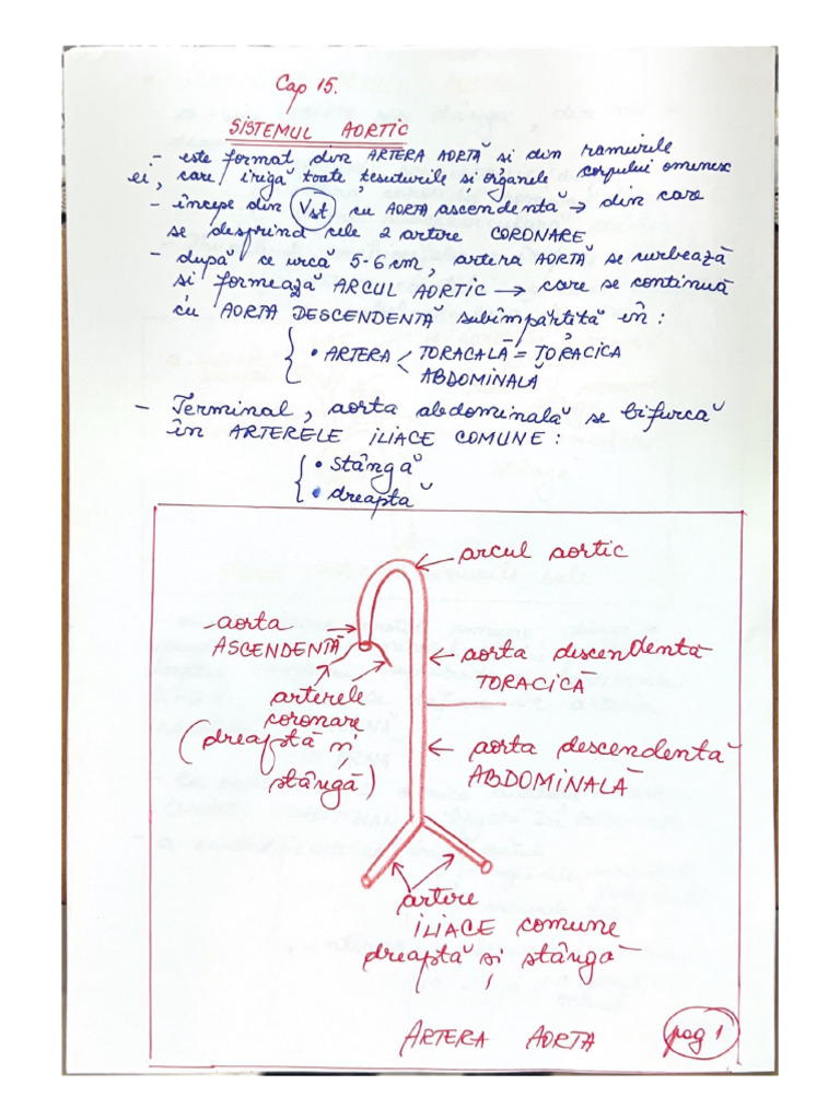 Sistemul Arterial Si Cel Venos | PDF