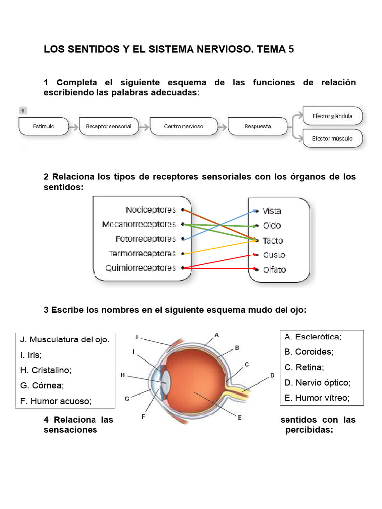 Los Sentidos y El Sistema Nervioso | PDF | Cerebro | Sistema nervioso