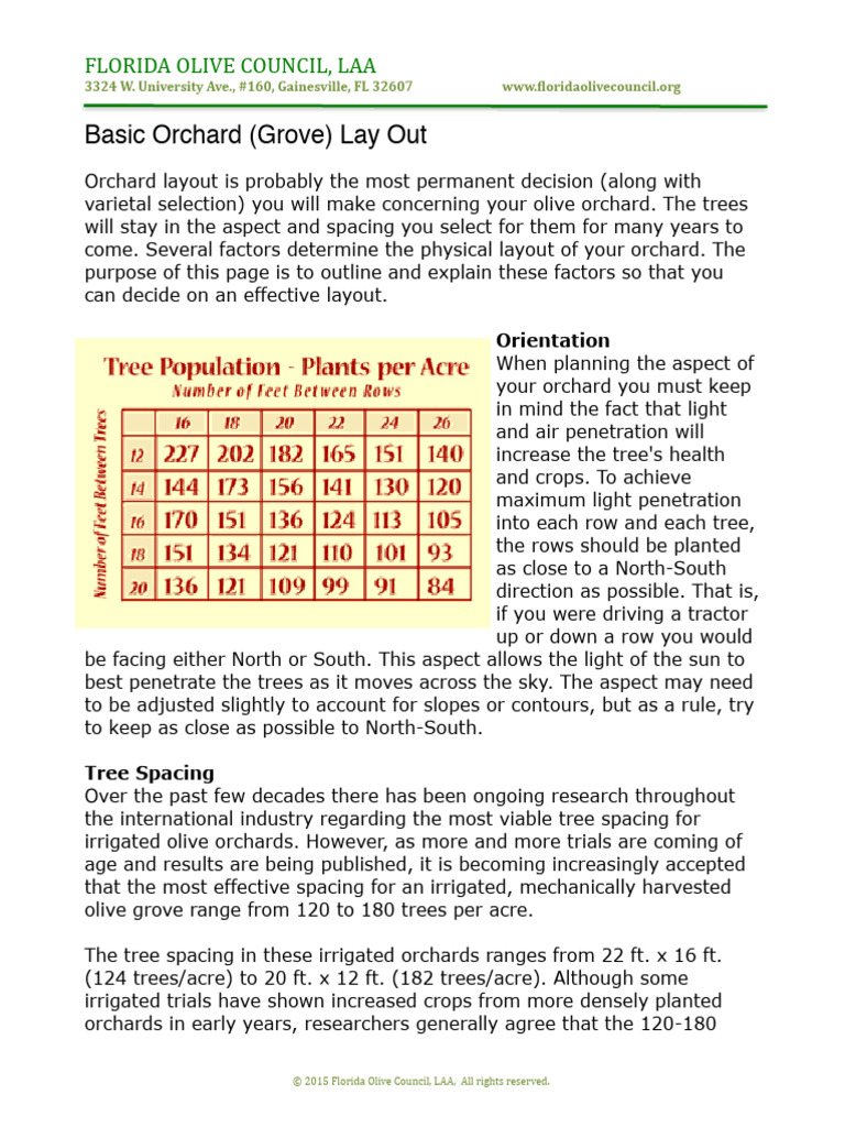 Olive Orchard Layout Guide | PDF | Olive | Orchard