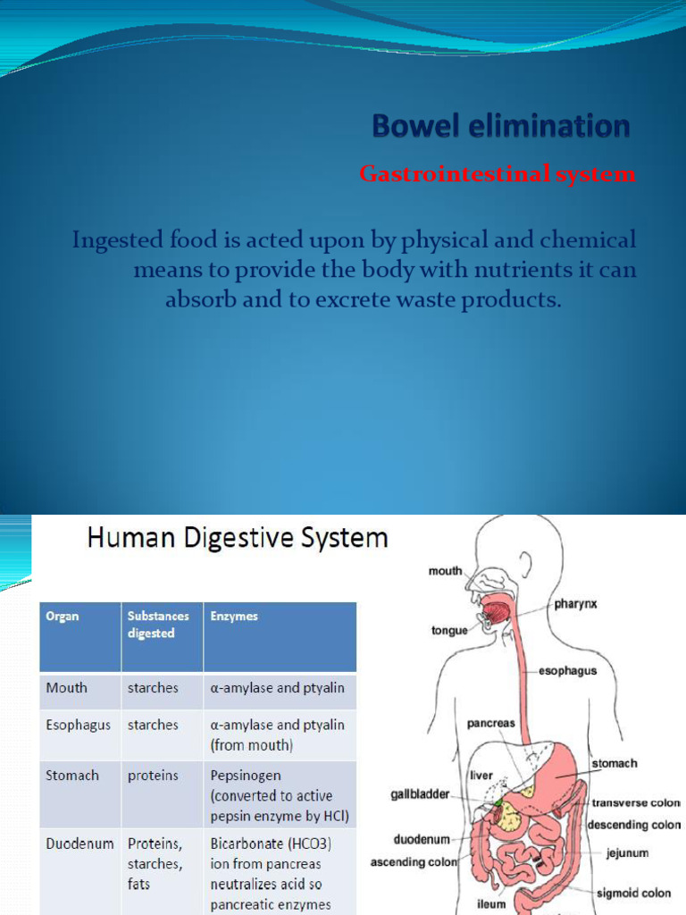 Bowel Elimination | Download Free PDF | Human Digestive System | Digestion