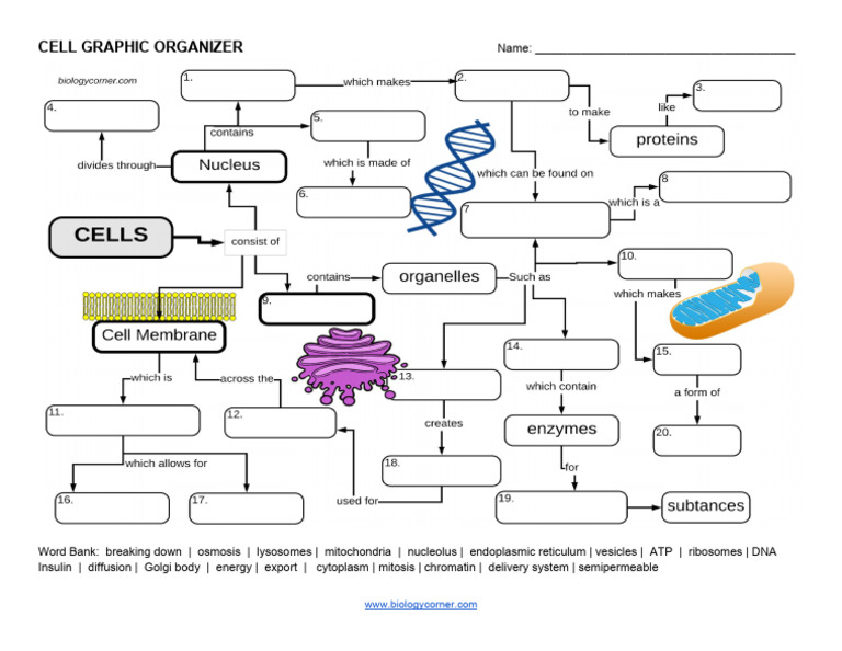 Cell Graphic Organizer | PDF | Science & Mathematics