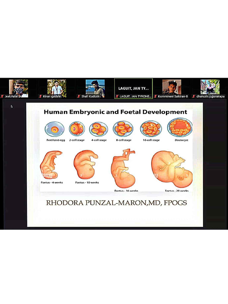 Le 2 Ob | PDF | Fertilisation | Embryo