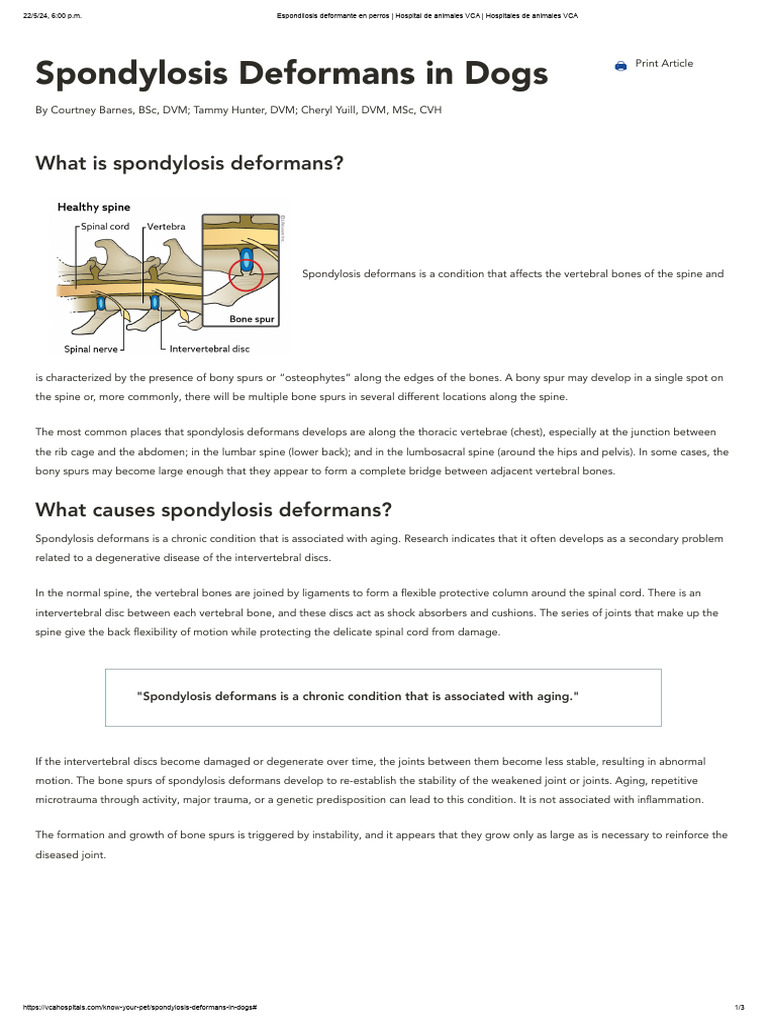 Spondylosis Deformans in Dogs Explained | PDF | Vertebral Column | Vertebra
