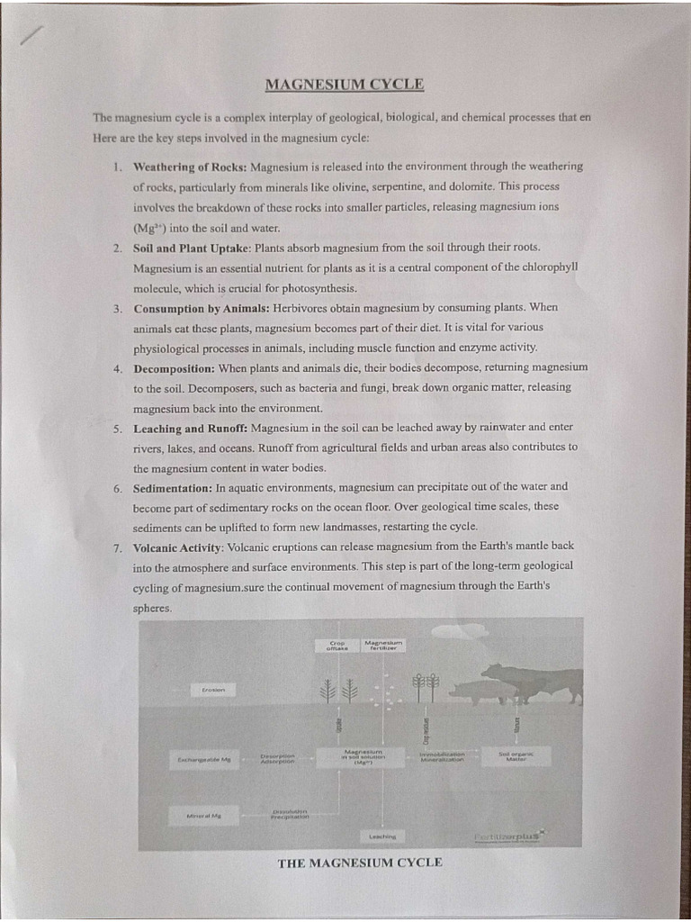 Magnesium, Phosphorus, Nitrogen Cycle | PDF