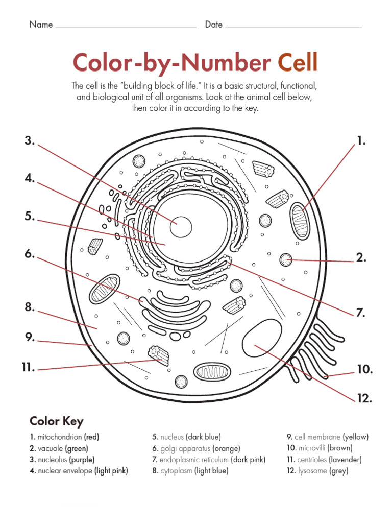 Color by Number Cell | PDF