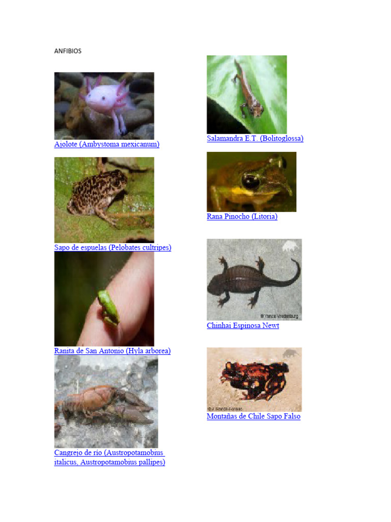 10 Anfibios 10 Carnivoros | PDF