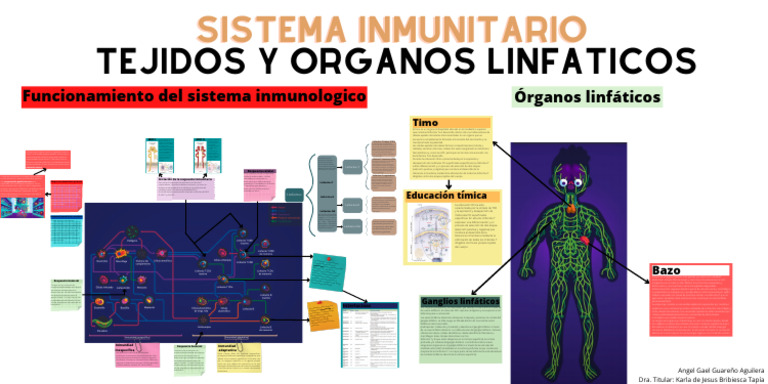 Angel Gael Guareño Aguilera Sistema Inmunitario y Tejidos y Órganos Linfáticos | PDF ...