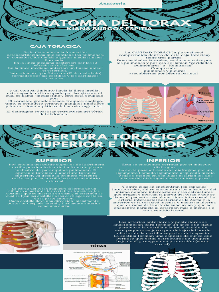 Torax Infografia | PDF | Tórax | Anatomía