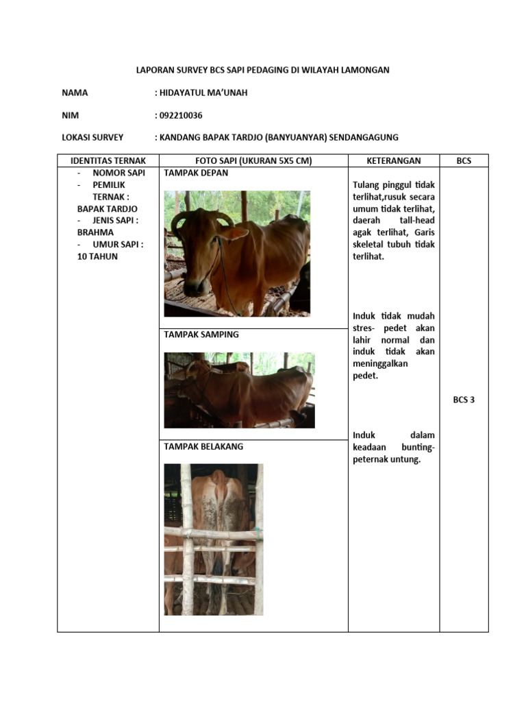 Laporan Survey BCS Sapi - Tugas 1 - 070812-1 | PDF
