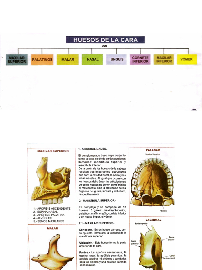 esqueleto facial | PDF